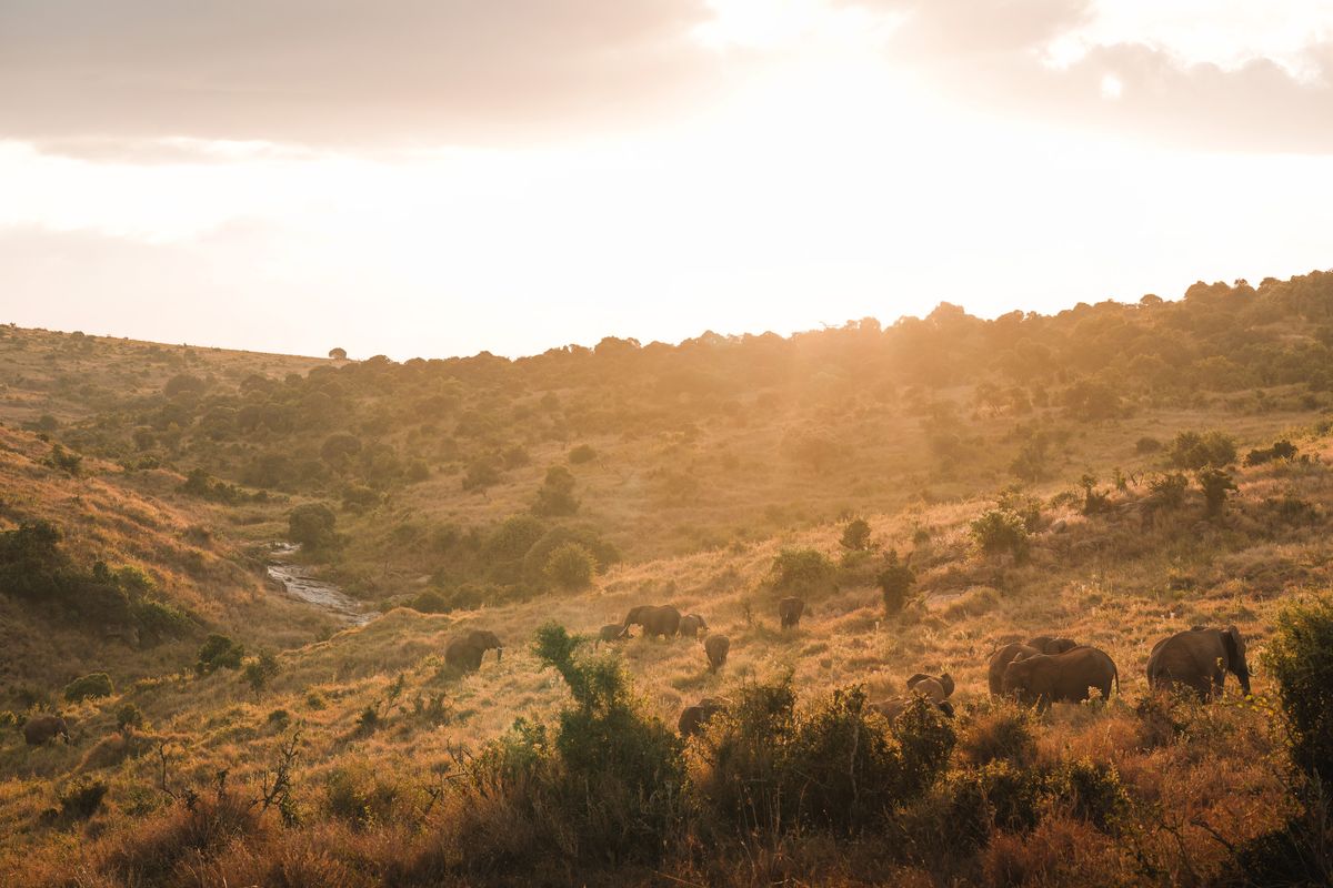 Borana Conservancy Archives - The Luxury Travel Book